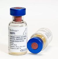 Вакцинация щенков йоркширского терьера, померанского шпица и чихуахуа